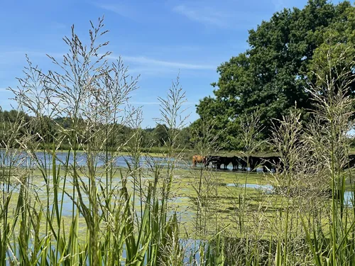 Best Hikes and Trails in Sutton Park | AllTrails