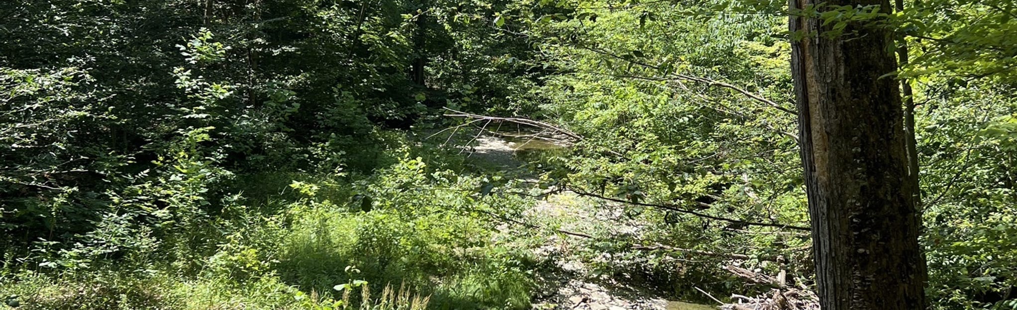 Sugar Bush Loop, Ohio - 139 Reviews, Map | AllTrails