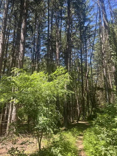 Best Hikes and Trails in Oak Grove State Game Area | AllTrails