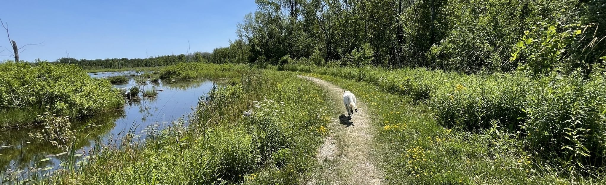 MacGregor Point Observation Tower Trail - Ontario, Canada | AllTrails