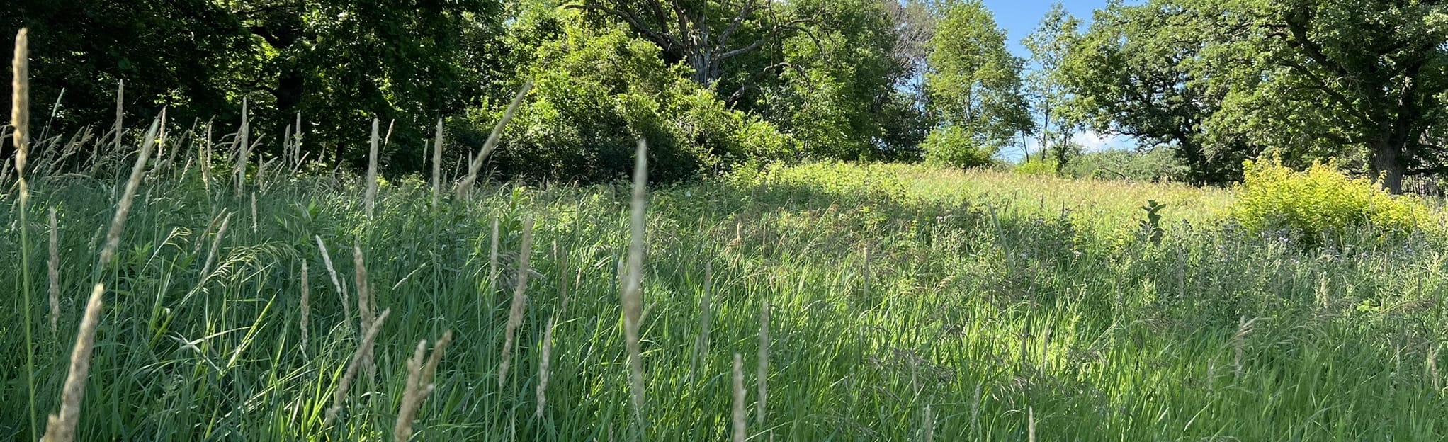 Butterfly, Big Bluestem, and Pond Loop: 5 Reviews, Map - Minnesota ...