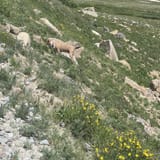 Jones Pass via Jones Pass Road, Colorado - 394 Reviews, Map | AllTrails