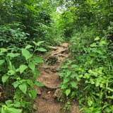 Round Spring Trail, Missouri - 96 Reviews, Map | AllTrails