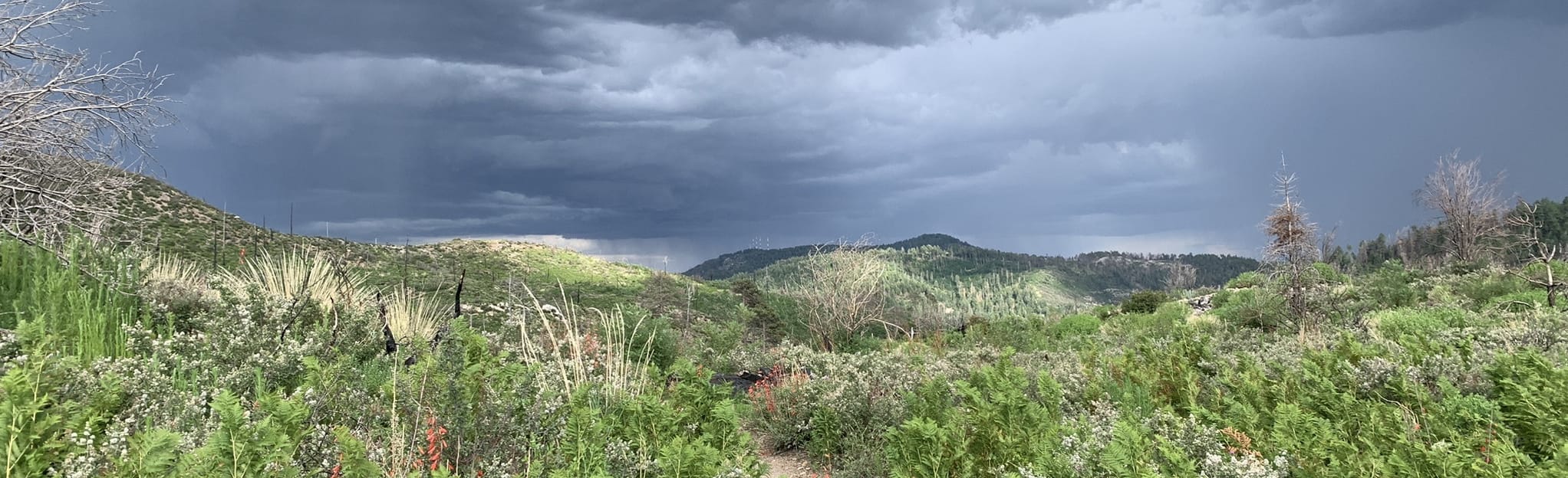 Mint Springs from Summerhaven Loop, Arizona - 165 Reviews, Map | AllTrails