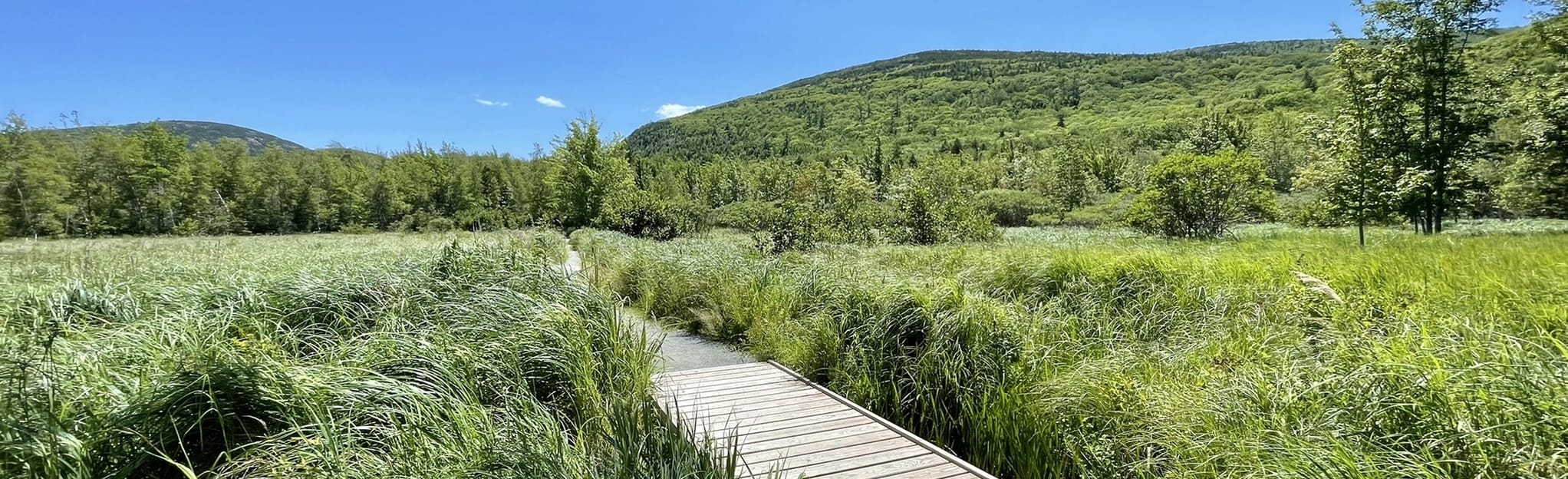 Jesup Path, Maine - 599 Reviews, Map | AllTrails