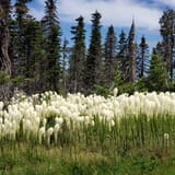 Mount Kit Carson Loop Road, Trail 140 and Trail 110 Loop, Washington ...