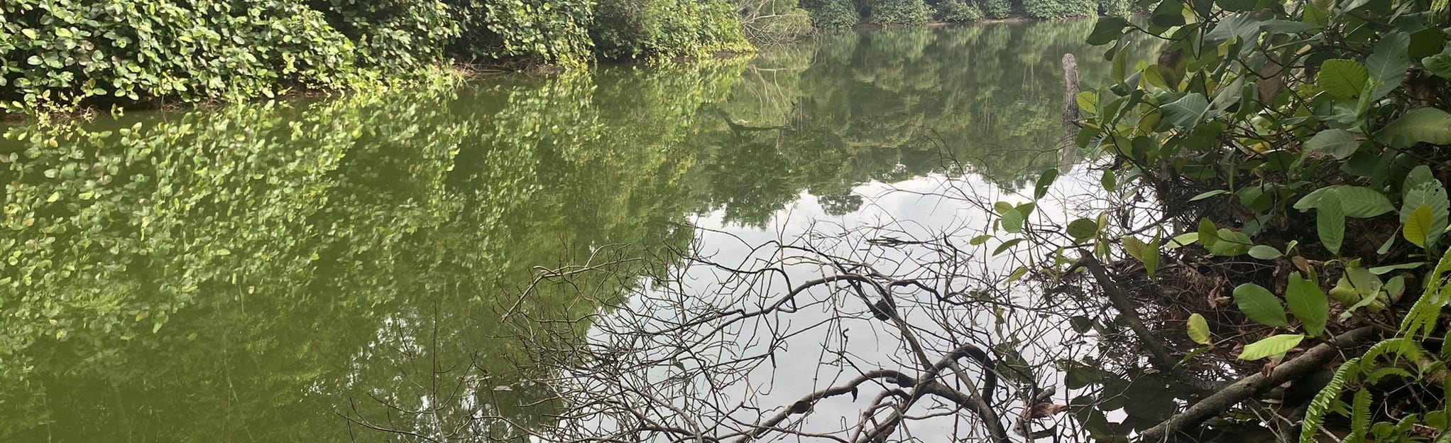 Chestnut Park Fisherman Loop: 383 foto's - Central Region, Singapore ...