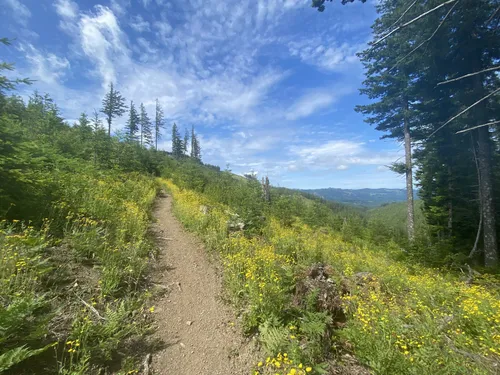 10 Best Hikes and Trails in Yacolt Burn State Forest | AllTrails