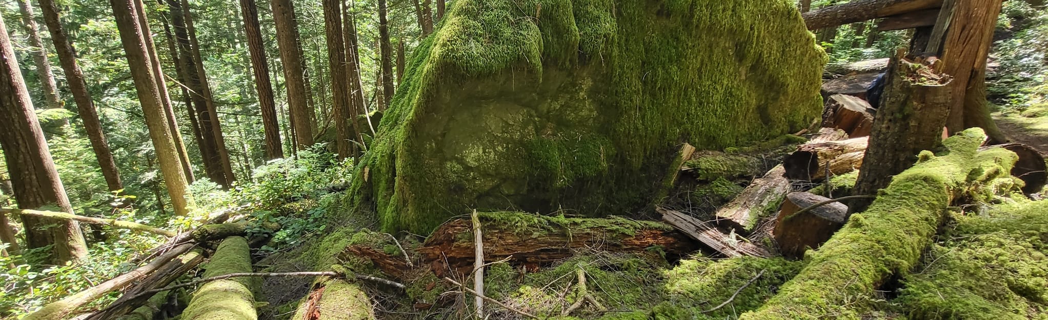 Diobsud Creek Trail, Washington - 24 Reviews, Map | AllTrails