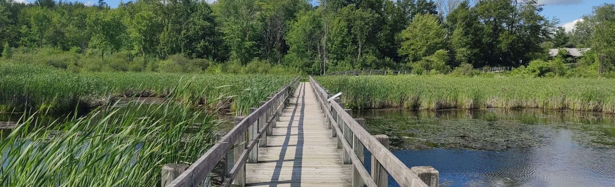 Mer Bleue Bog Trail, Ontario, Canada - 374 Reviews, Map | AllTrails