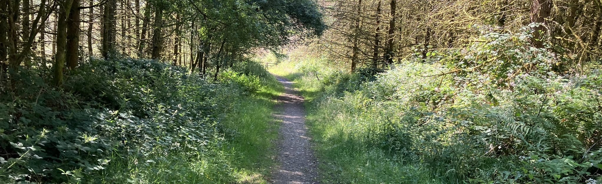 Tonypandy to Caroline Street | Map, Guide - Rhondda, Wales | AllTrails