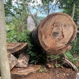 Gold Mine Loop Trail, Maryland - 815 Reviews, Map | AllTrails