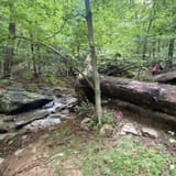 Gold Mine Loop Trail, Maryland - 815 Reviews, Map | AllTrails