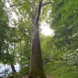 Gold Mine Loop Trail, Maryland - 815 Reviews, Map | AllTrails