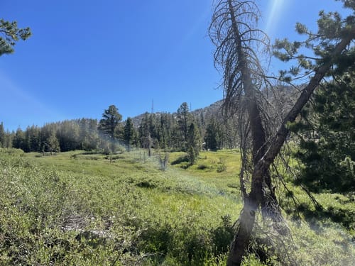 2023 Best Camping Trails in Mount Rose Wilderness | AllTrails