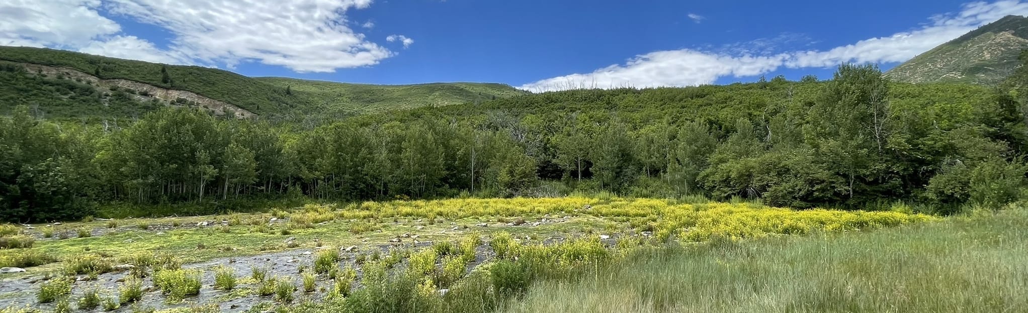 Cascade Springs Interpretive Trail, Utah - 417 Reviews, Map | AllTrails