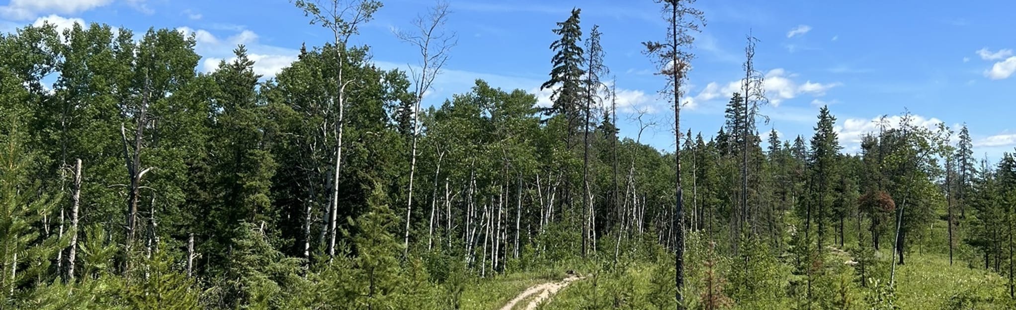 Evergreen Dunes Loop: 39 foto's - Alberta, Canada | Wandelen - AllTrails