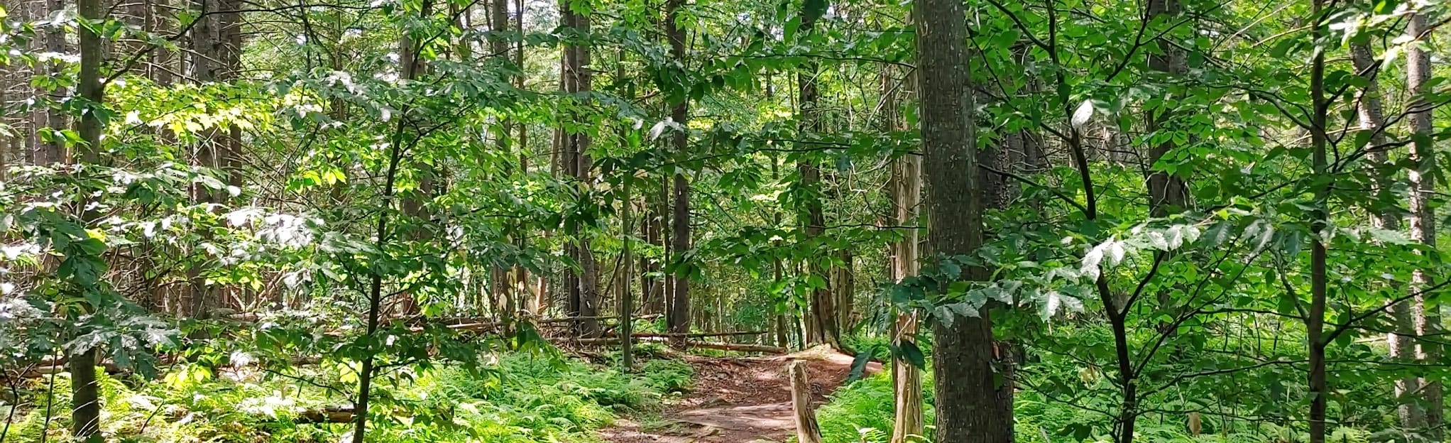 Beckett Woods Loop 2: 13 Reviews, Map - Quebec, Canada | AllTrails