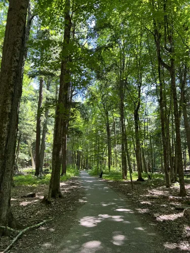 Best Hikes and Trails in Hartwick Pines State Park | AllTrails