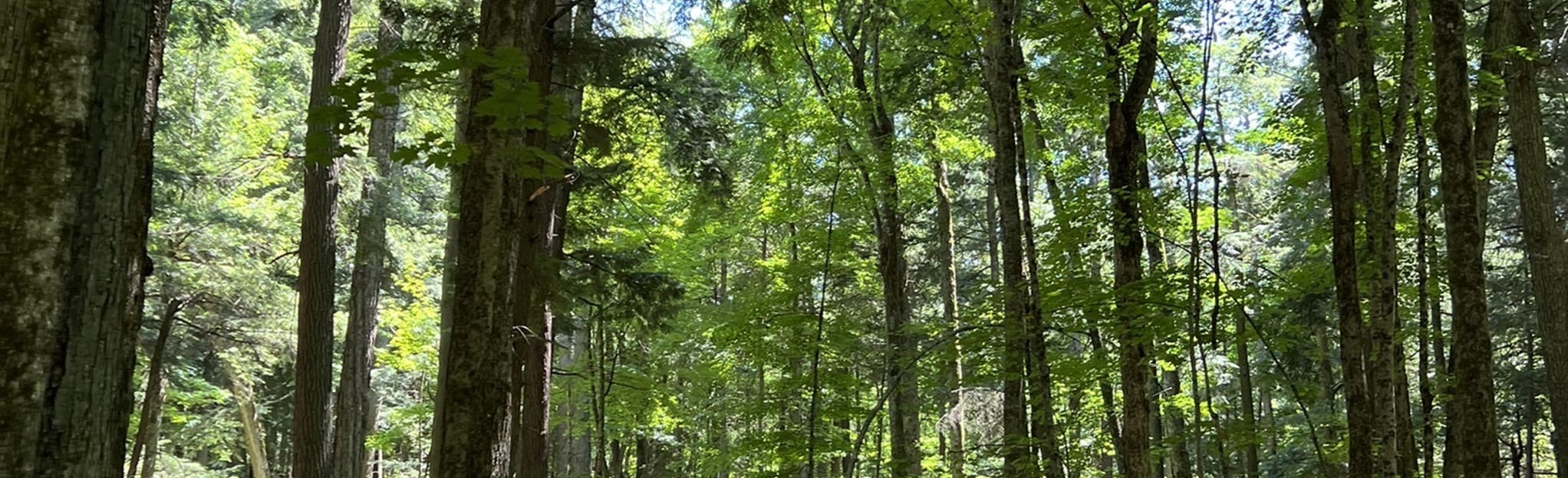 Old Growth Forest Trail, Michigan - 351 Reviews, Map | AllTrails