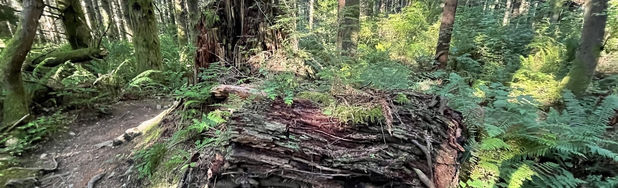 Maple Rock, Old Mike, Anaconda, and Iron Brigade Loop - Washington ...