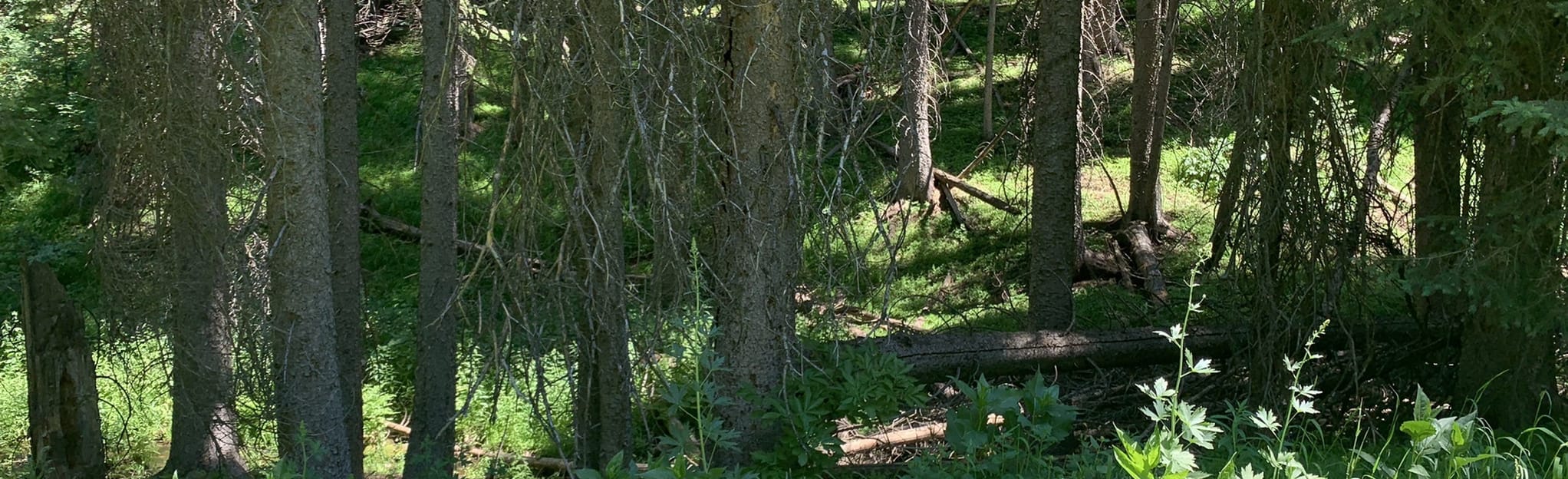 South Fork Inman Trail: 52 Reviews, Map - Idaho | AllTrails