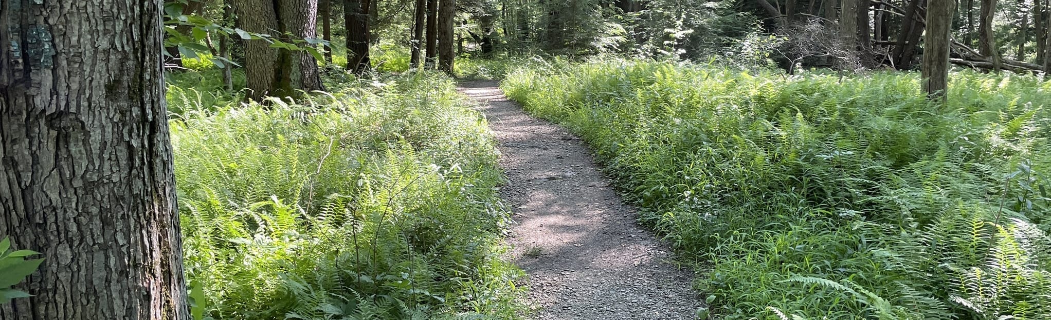 Morrison Loop Trail, Pennsylvania - 262 Reviews, Map | AllTrails