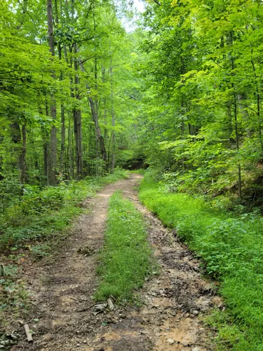 Best Easy Trails in Kanawha State Forest | AllTrails