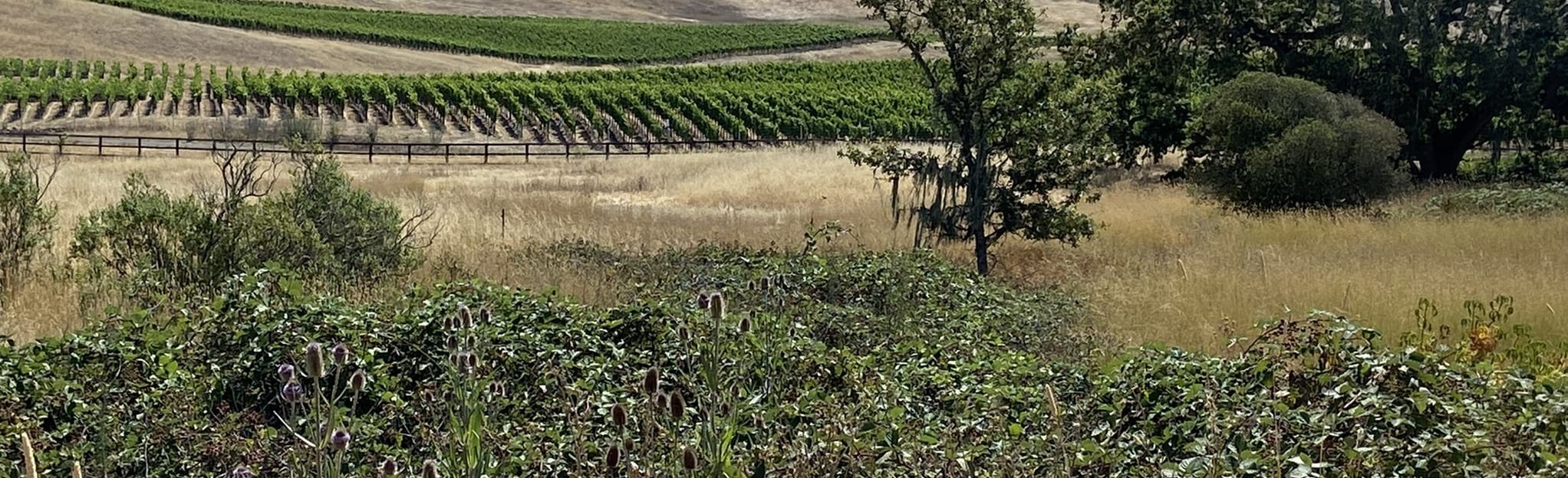 Crane Creek Regional Park Outer Loop, California - 102 Reviews, Map ...