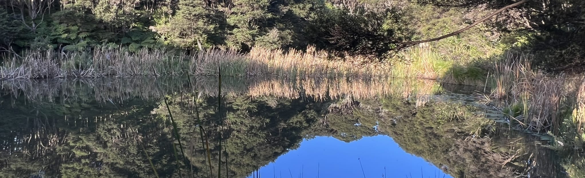 Turutu Track, Auckland, New Zealand - 7 Reviews, Map | AllTrails