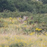 Dial Post - Shipley Circular, West Sussex, England - 187 Reviews, Map ...