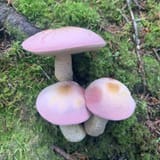 Middle Sister Trail, New Hampshire - 96 Reviews, Map | AllTrails