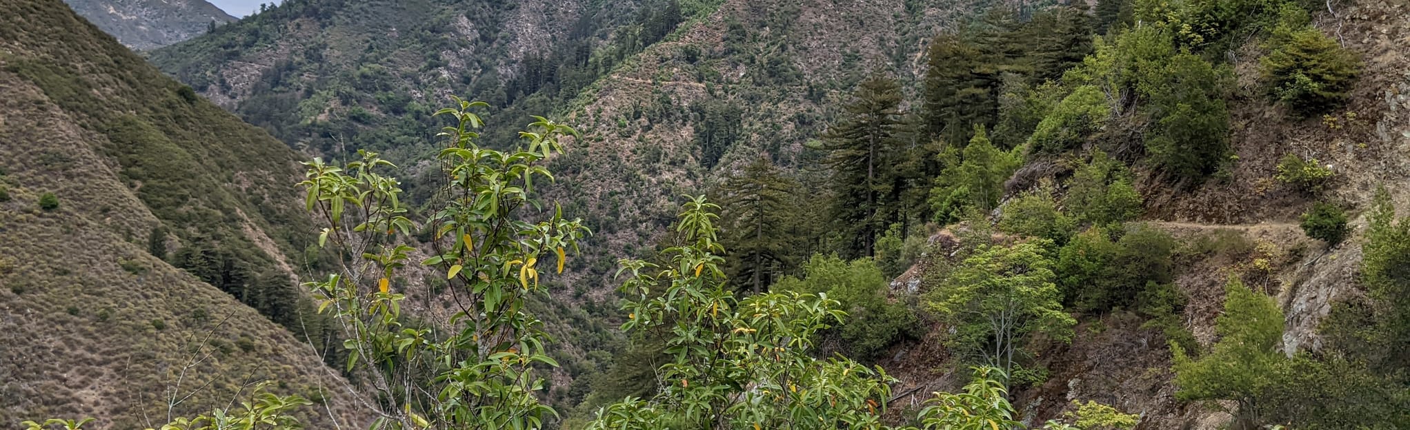 Double Cone Via Ventana Creek, California - 3 Reviews, Map | AllTrails