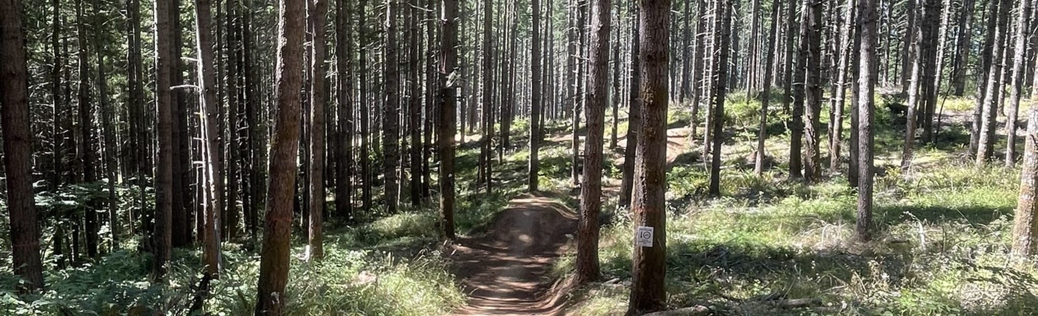 Carpenter Bypass Loop: 64 Reviews, Map - Oregon | AllTrails