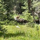 Turquoise Lakes Trail, Colorado - 287 Reviews, Map | AllTrails