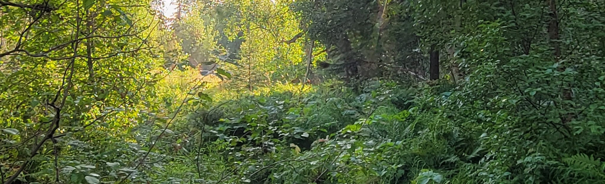 AllTrails | Ruth Arcand Park Outer Loop: 250 Reviews, Map - Alaska