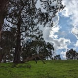 Westerfolds Park Circuit, Victoria, Australia - 393 Reviews, Map ...