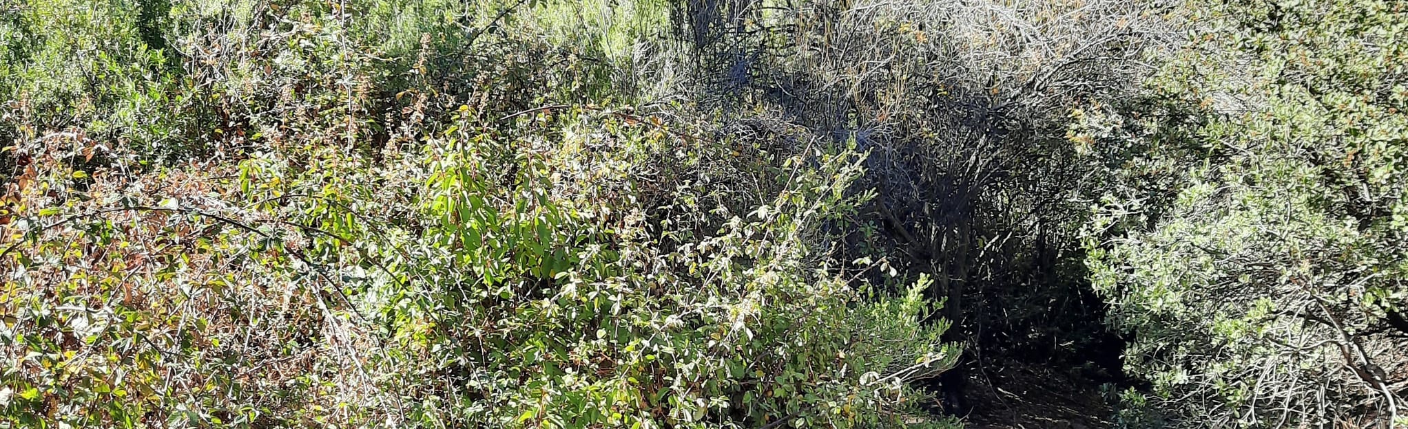 Sendero El Arrayán: 2 foto's - Santiago, Chili | AllTrails