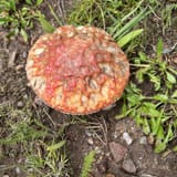 Canjilon Lakes and Canijilon Mountain Loop, New Mexico - 40 Reviews ...