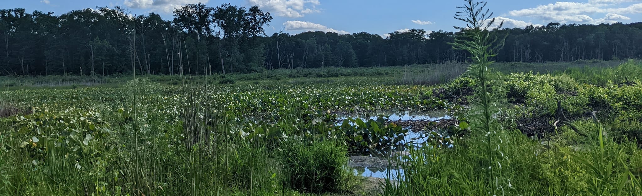 Cowles Bog Indiana Dunes Trail 7, 10, 9, 8: 62 Reviews, Map - Indiana ...