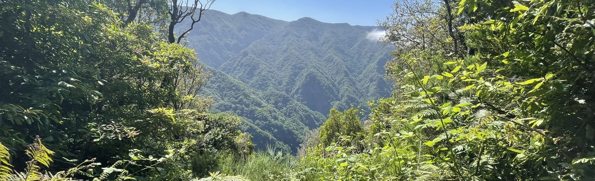 PR14 – Levada dos Cedros - PR13 Vereda do Fanal: 597 foto - Madera ...