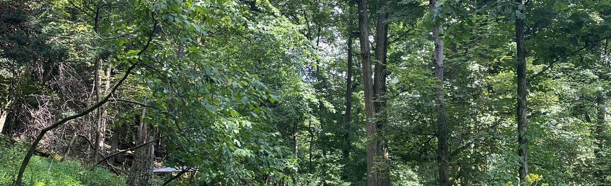 Rachel Carson, Nature Access, and Crow's Trail Loop: 287 Reviews, Map ...