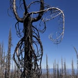 Bolan Lake and Bolan Mountain Trail, Oregon - 18 Reviews, Map | AllTrails