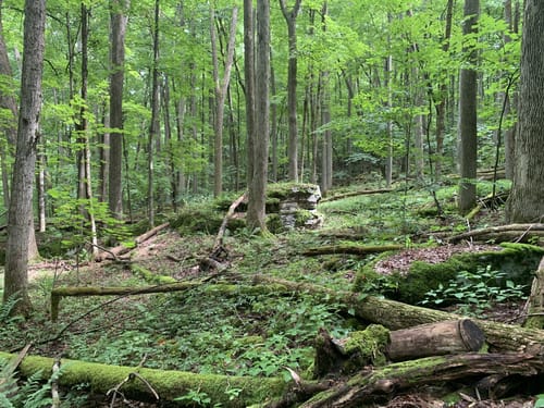 Best 10 Hikes and Trails in Delaware Wild Forest | AllTrails