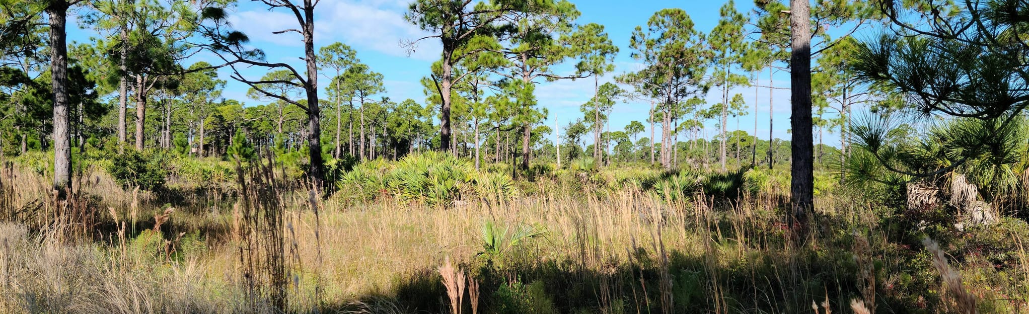 Oscar Scherer Blue Trail | Map, Guide - Florida | AllTrails