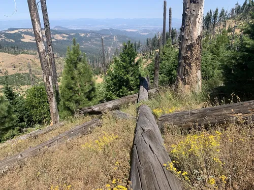10 Best Dog Friendly Trails in Oregon | AllTrails