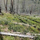 Seven Devils Loop, Idaho - 111 Reviews, Map | AllTrails