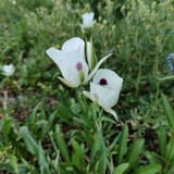 Seven Devils Loop, Idaho - 111 Reviews, Map | AllTrails