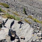 Seven Devils Loop, Idaho - 111 Reviews, Map | AllTrails
