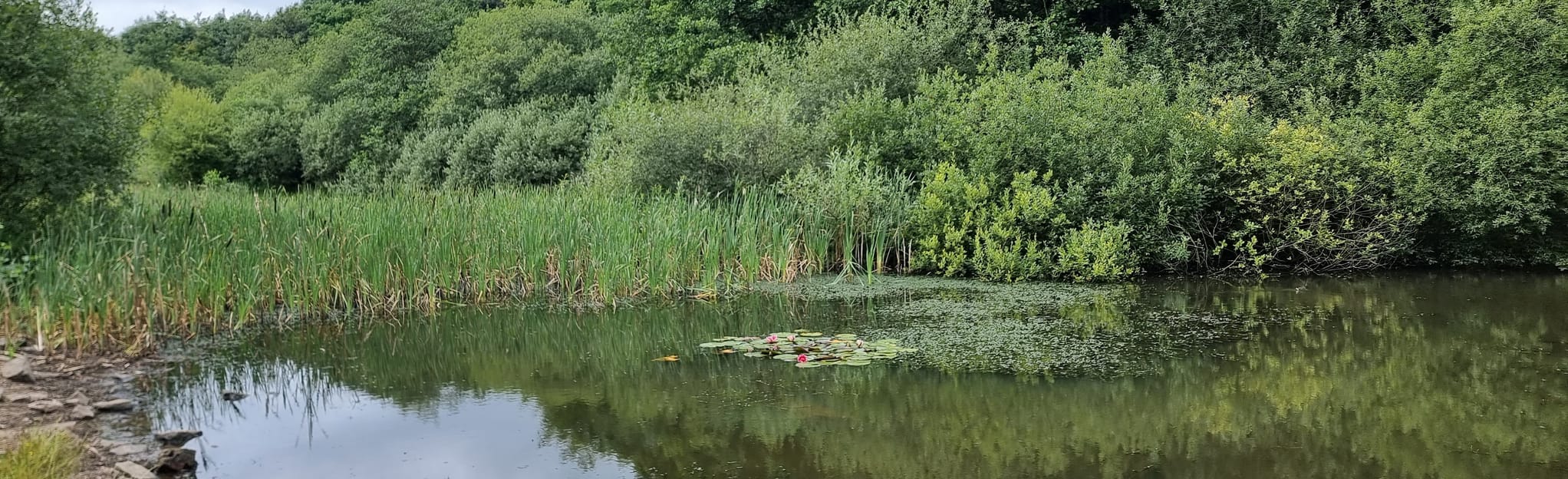 Brinscall and Withnell Circular, Lancashire, England - 9 Reviews, Map ...